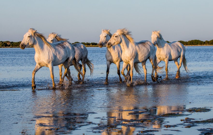 Reiten im Po-Delta | Oasi Canneviè
